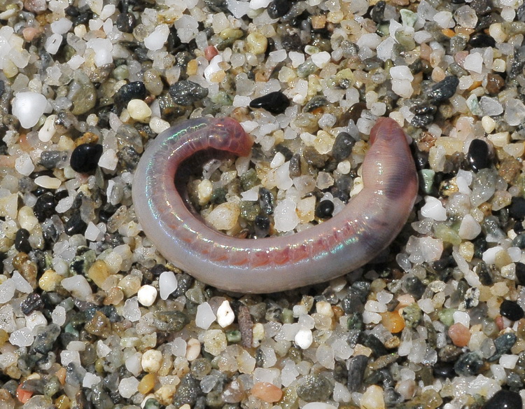 Ophelia sp. , Natura Mediterraneo | Forum Naturalistico
