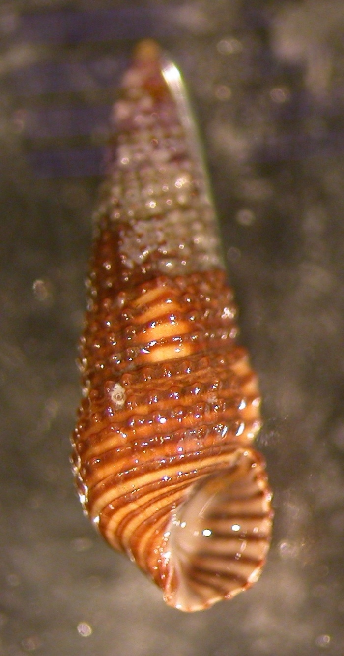 Bittium da determinare , Natura Mediterraneo | Forum Naturalistico