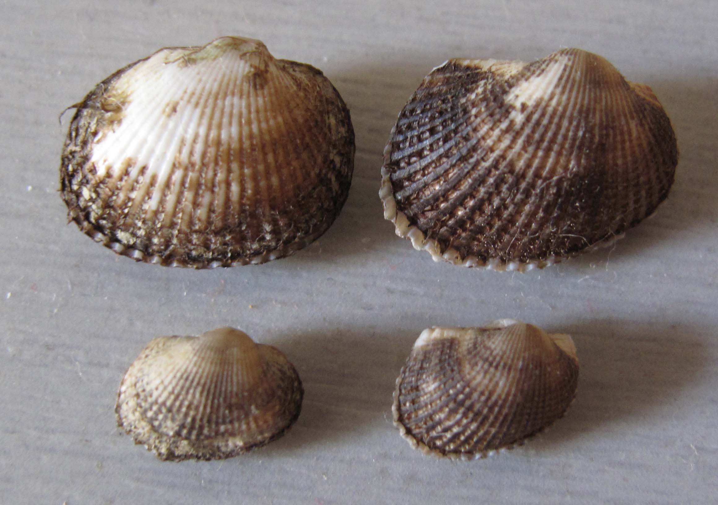 Identificazione Anadara sp. per chi fa extraMed , Natura Mediterraneo ...