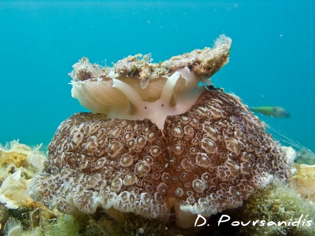 Umbraculum umbraculum (Lightfoot, 1786) , Natura Mediterraneo | Forum ...
