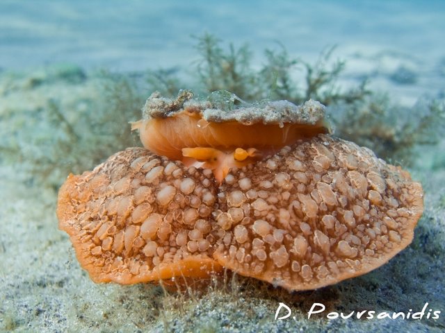 Umbraculum umbraculum (Lightfoot, 1786) , Natura Mediterraneo | Forum ...