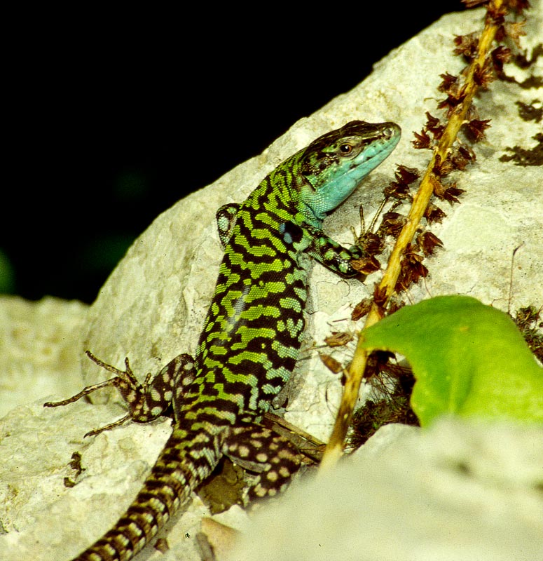 La mia collezione di rettili , Natura Mediterraneo | Forum Naturalistico