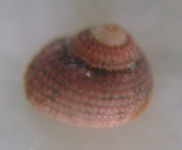 Clanculus crociatus? , Natura Mediterraneo | Forum Naturalistico