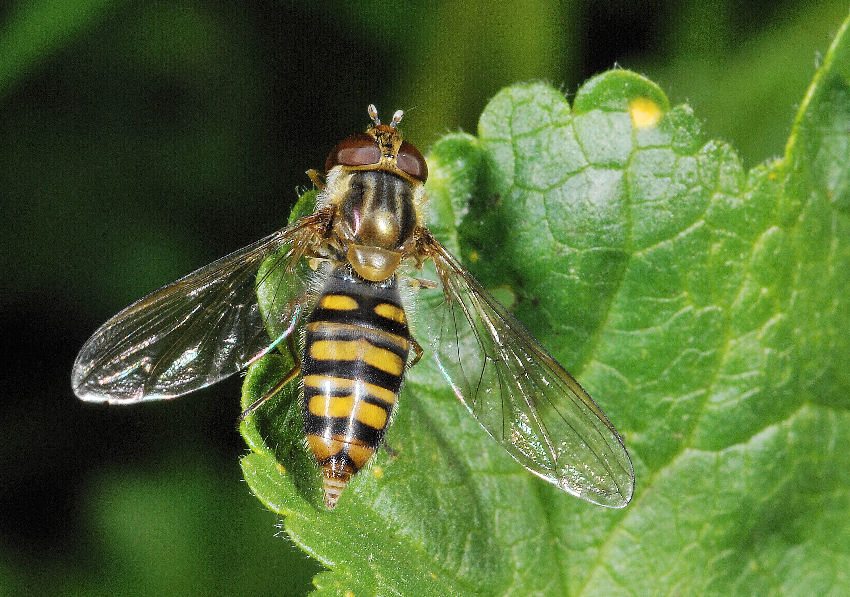 Il primo sirfide , Natura Mediterraneo | Forum Naturalistico