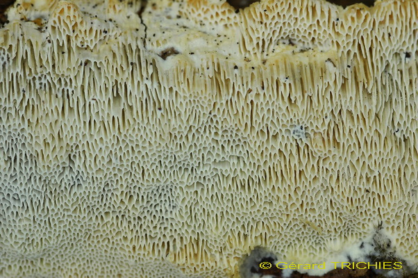 Postia da determinare (Postia rancida) , Natura Mediterraneo | Forum ...