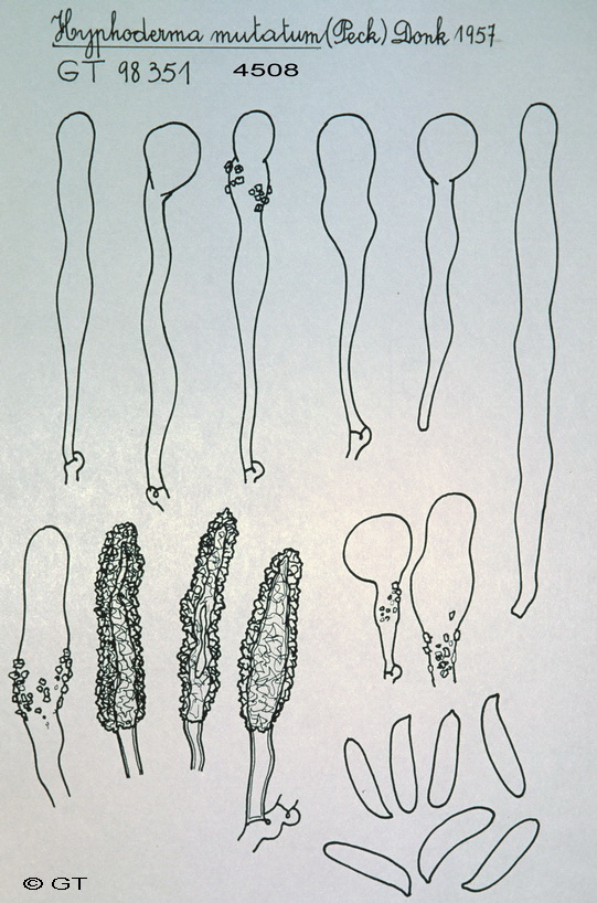 Mutatoderma mutatum , Natura Mediterraneo | Forum Naturalistico