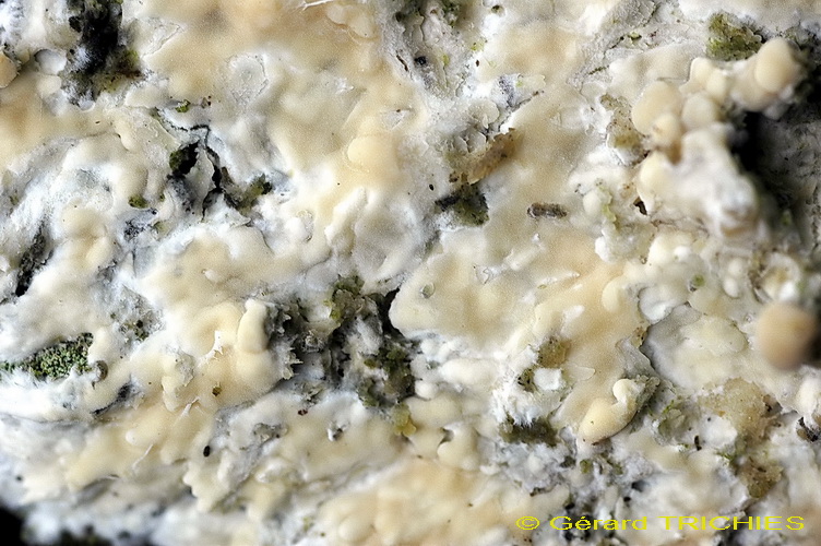 Mutatoderma mutatum , Natura Mediterraneo | Forum Naturalistico