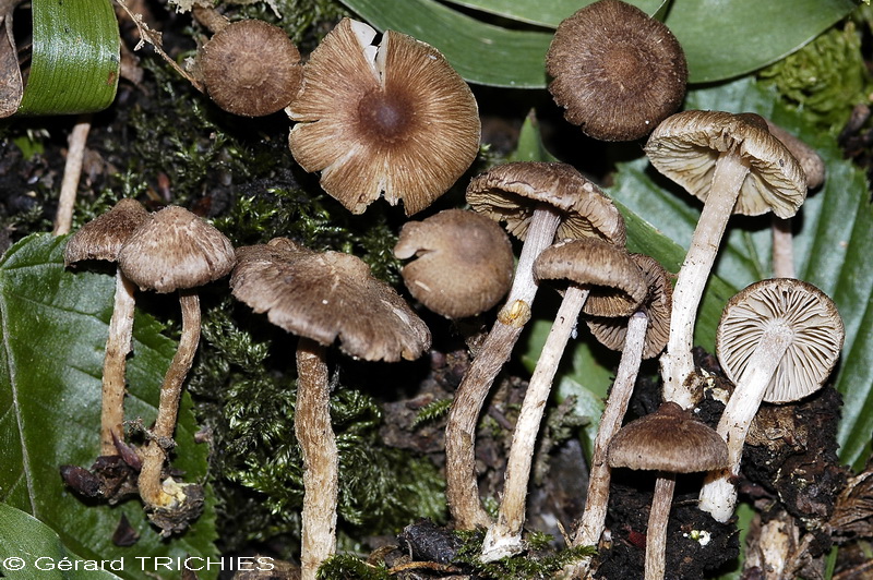 Inocybe fuscidula Velen. var. bispopigera Kuyper , Natura Mediterraneo ...