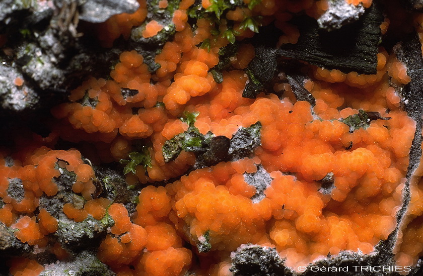 Su bruciato (cfr. Pyronema sp.) , Natura Mediterraneo | Forum Naturalistico