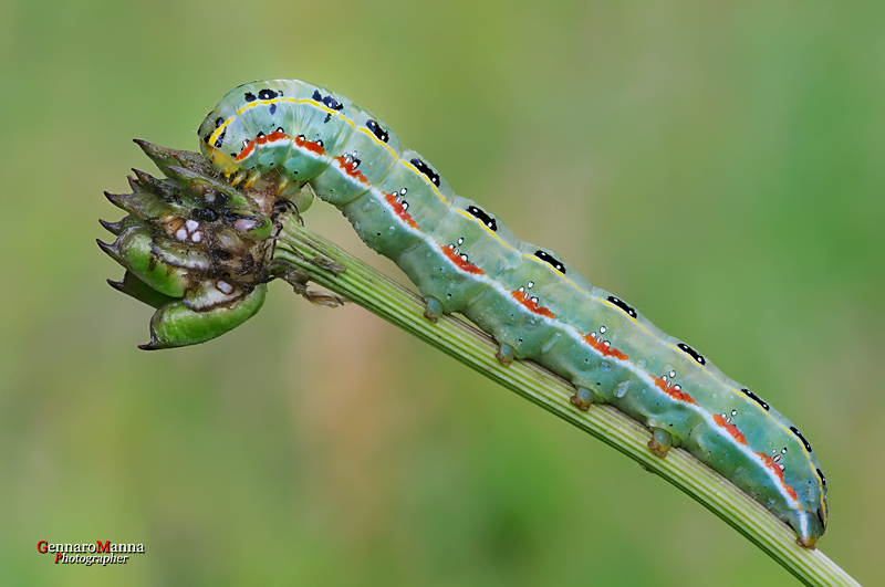 Bruco - Xylena exsoleta , Natura Mediterraneo | Forum Naturalistico