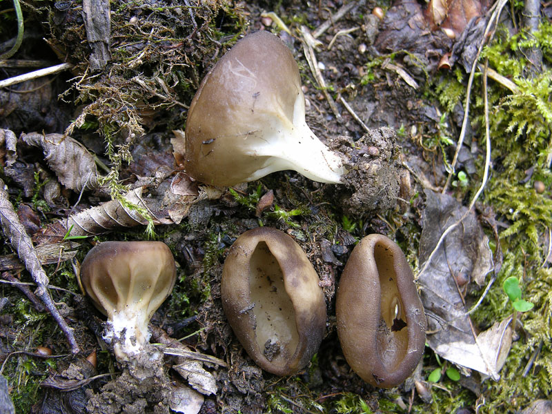 Funghetti per tenerci svegli....... , Natura Mediterraneo | Forum ...