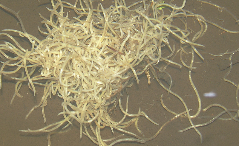 Vermi bianchi acquatici. , Natura Mediterraneo | Forum Naturalistico