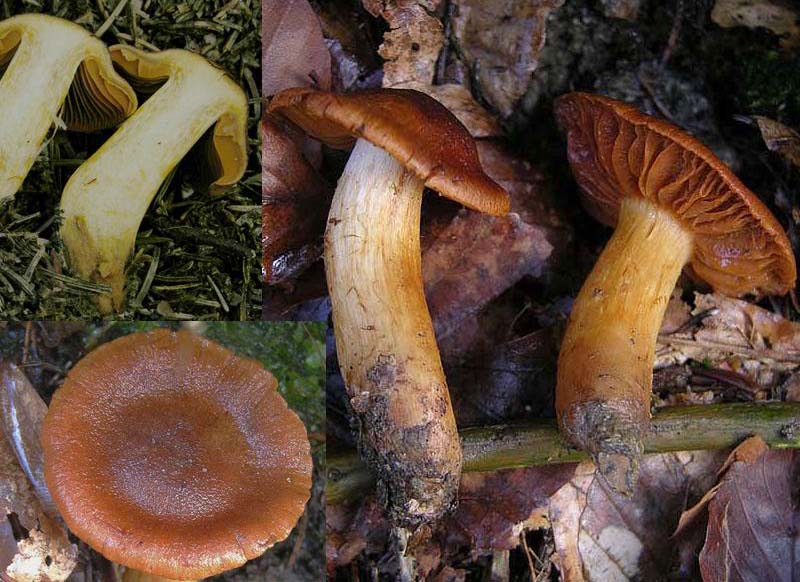 Cortinarius rubellus/C.orellanoides var. speciosissimus , Natura ...