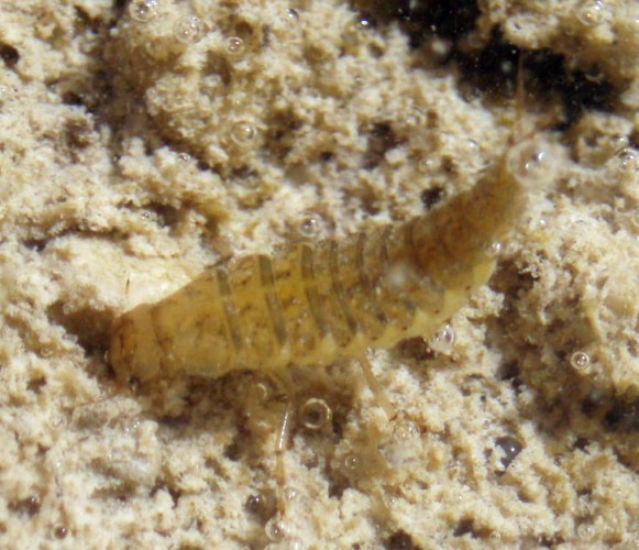 Spagna: La regione de Monegros, paradiso entomologico , Natura ...