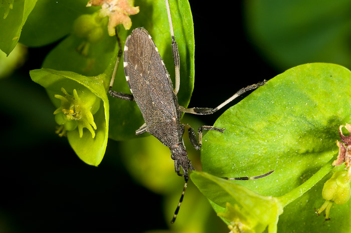 Coreidae?No: Stenocephalidae , Natura Mediterraneo | Forum Naturalistico