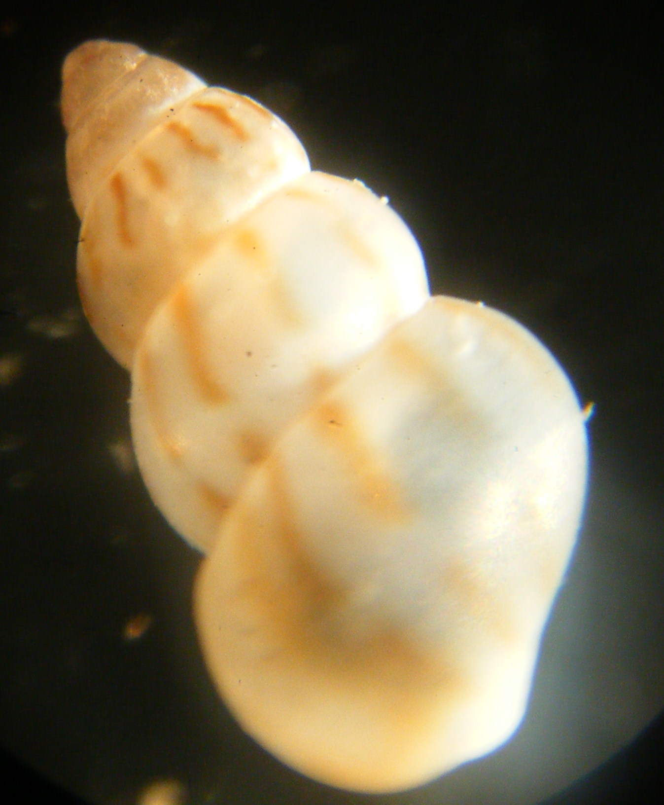 Gasteropode , Natura Mediterraneo | Forum Naturalistico