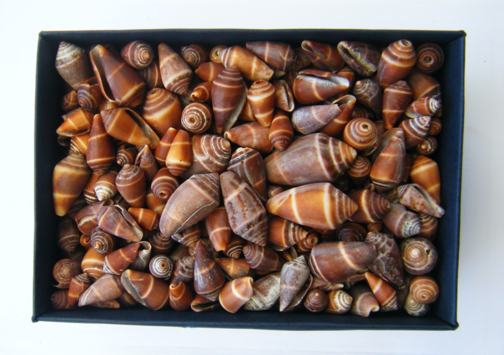 Bivalve 4 = Tapes (Ruditapes) decussatus (Linné, 1758) , Natura ...