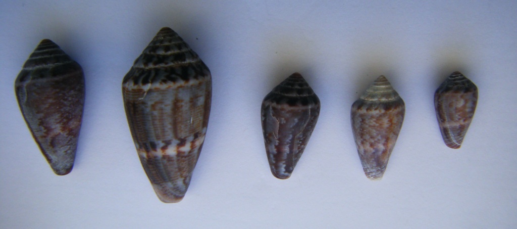 Bivalve 4 = Tapes (Ruditapes) decussatus (Linné, 1758) , Natura ...