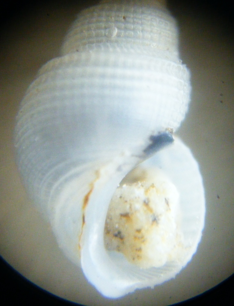 Gasteropode 5 , Natura Mediterraneo | Forum Naturalistico