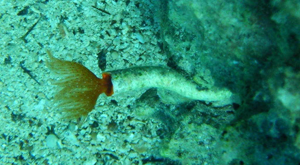 Protula intestinum e Protula tubularia , Natura Mediterraneo | Forum ...