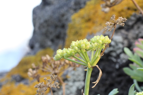 Crithmum maritimum / finocchio di mare , Natura Mediterraneo | Forum ...
