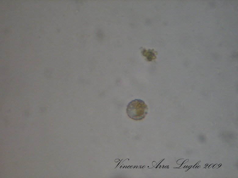 Urotricha? , Natura Mediterraneo | Forum Naturalistico