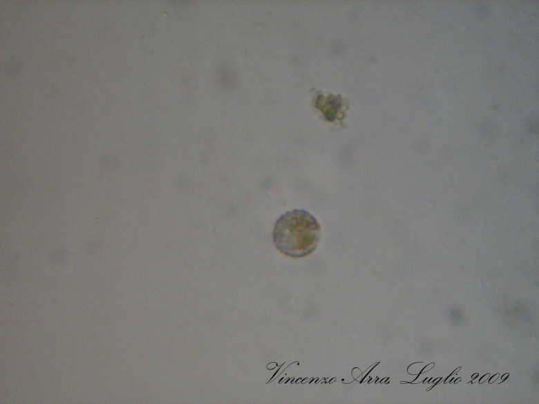 Urotricha? , Natura Mediterraneo | Forum Naturalistico