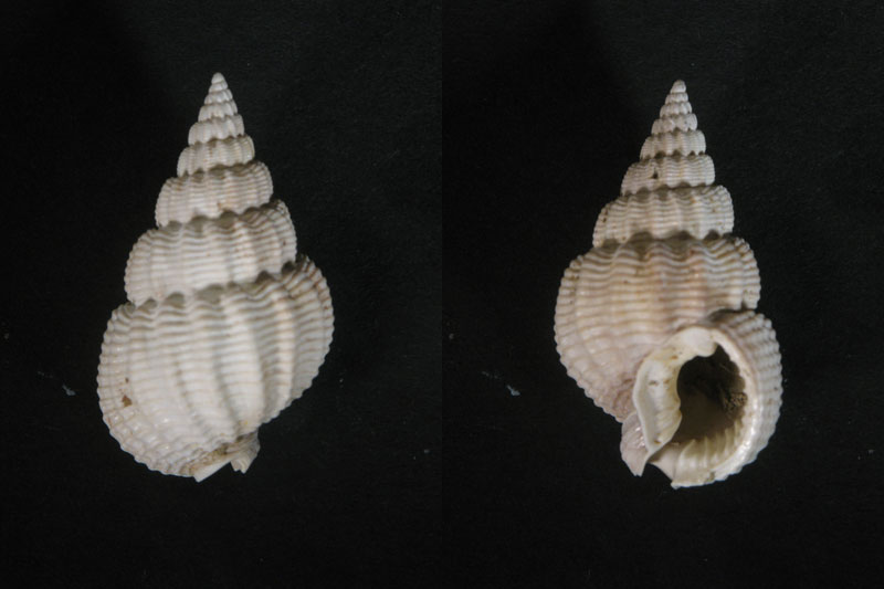 Nassarius serratus ?? , Natura Mediterraneo | Forum Naturalistico