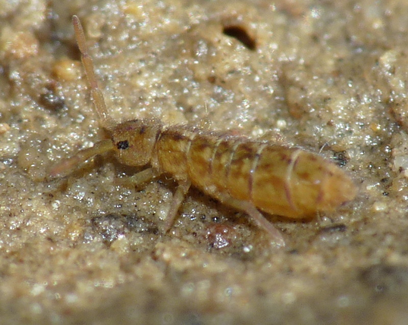 Collembola 1 , Natura Mediterraneo | Forum Naturalistico