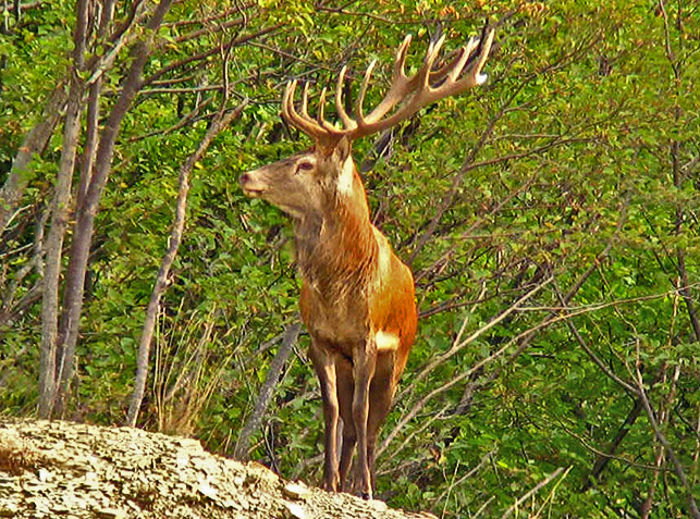 Strategie riproduttive del cervo (Cervus elaphus) , Natura Mediterraneo ...
