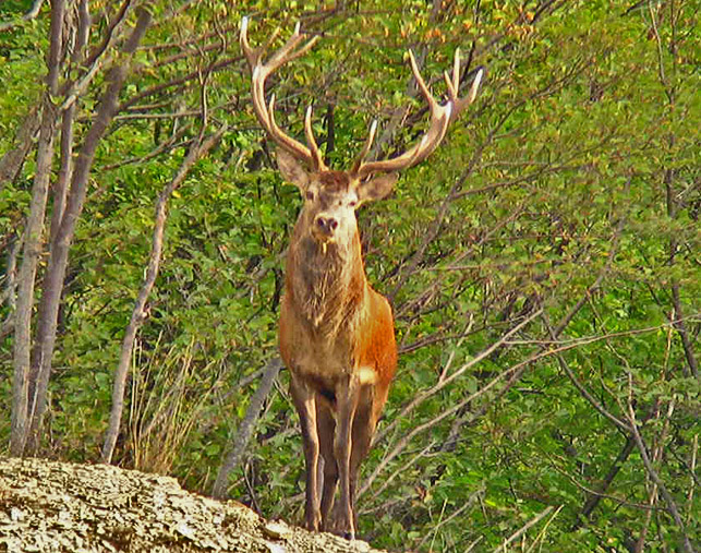 Strategie riproduttive del cervo (Cervus elaphus) , Natura Mediterraneo ...