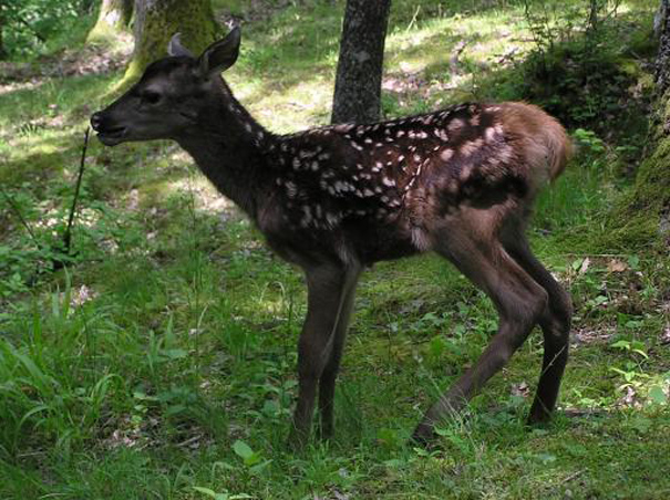 NON TOCCATE I PICCOLI UNGULATI! , Natura Mediterraneo | Forum Naturalistico