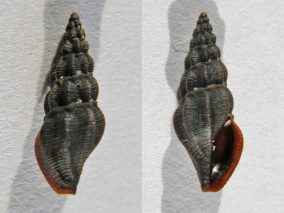 Bela fuscata? , Natura Mediterraneo | Forum Naturalistico