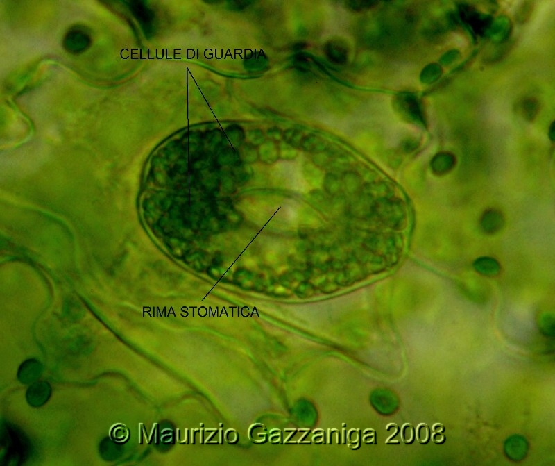 Stoma , Natura Mediterraneo | Forum Naturalistico