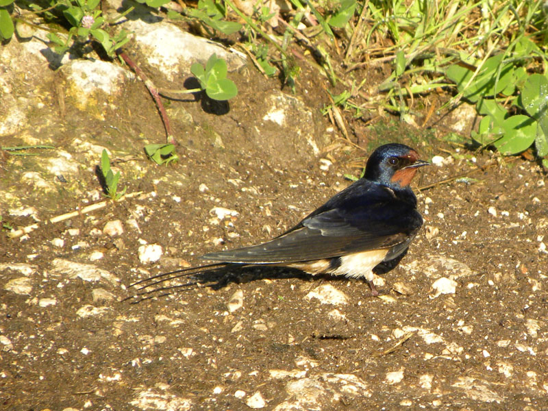 Rondini , Natura Mediterraneo | Forum Naturalistico