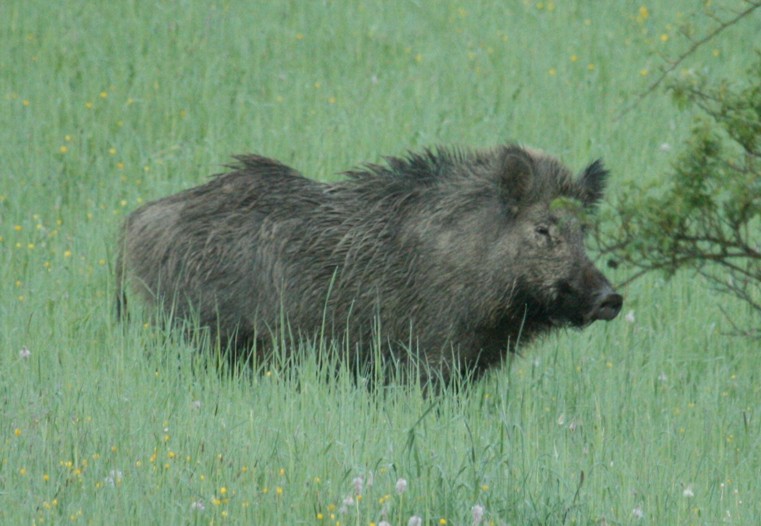 cinghiale , Natura Mediterraneo | Forum Naturalistico