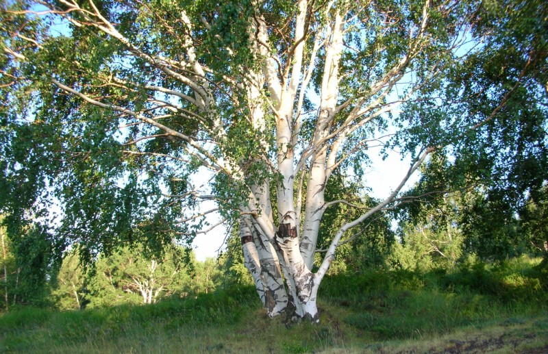 Betulle , Natura Mediterraneo | Forum Naturalistico