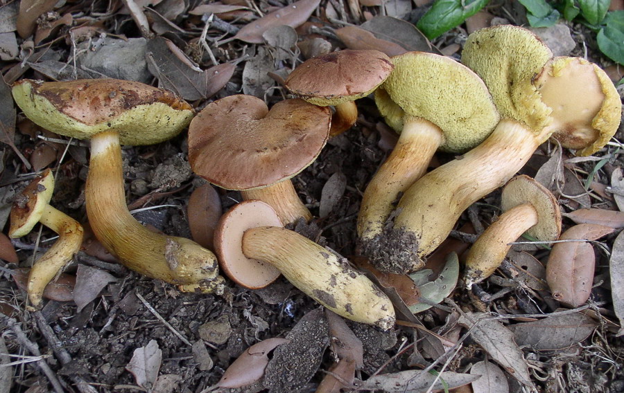 Xerocomus vari , Natura Mediterraneo | Forum Naturalistico