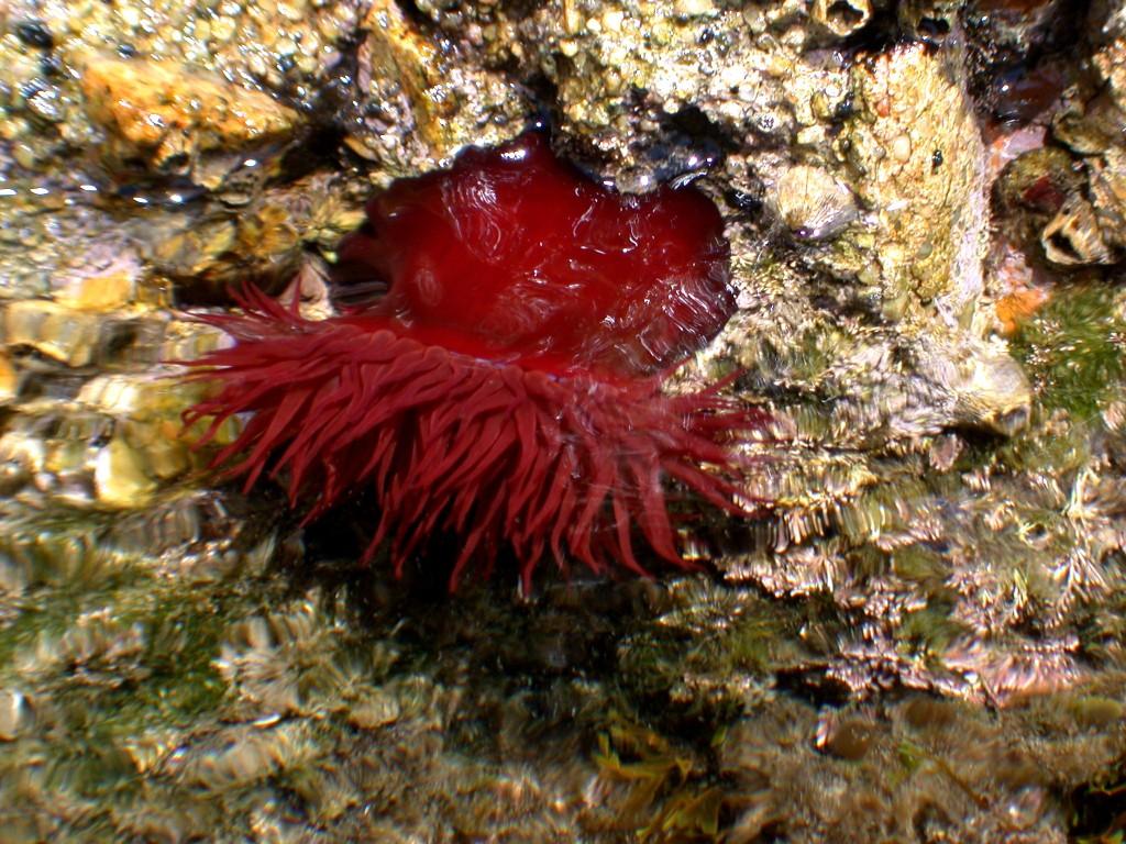 Actinia equina (Linné, 1758) , Natura Mediterraneo | Forum Naturalistico