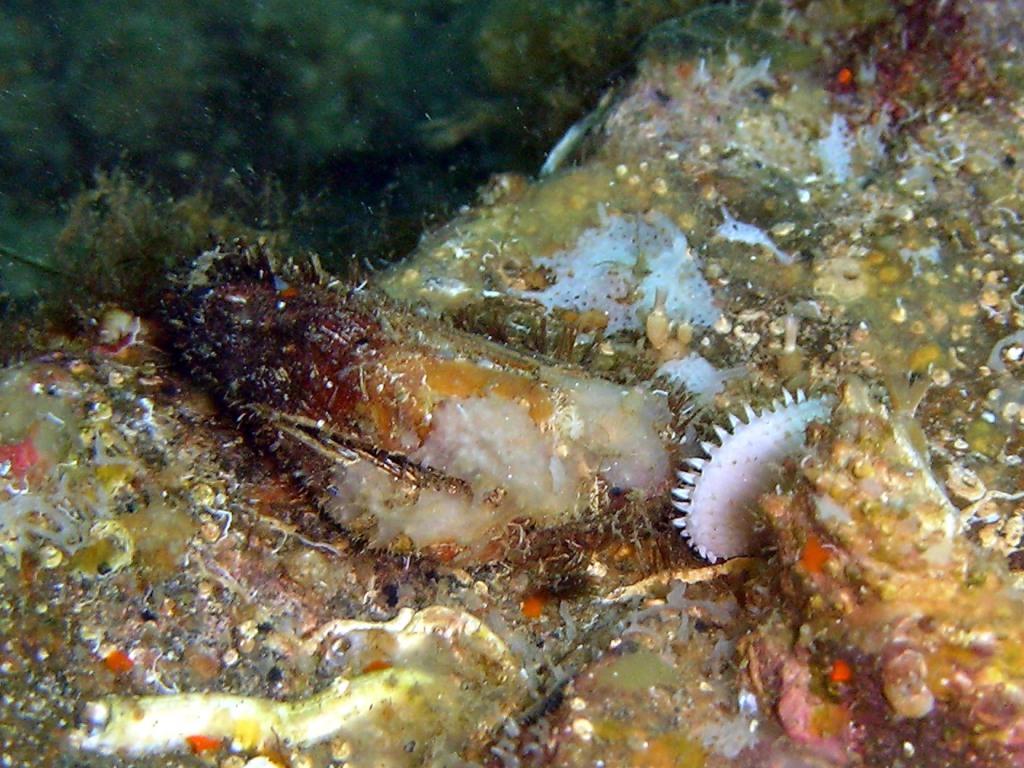 Barbatia barbata e Lima lima , Natura Mediterraneo | Forum Naturalistico