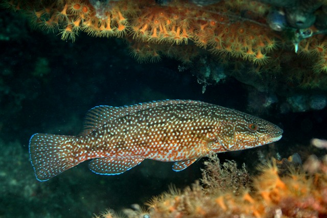 Labrus viridis (Tordo marvizzo) , Natura Mediterraneo | Forum Naturalistico