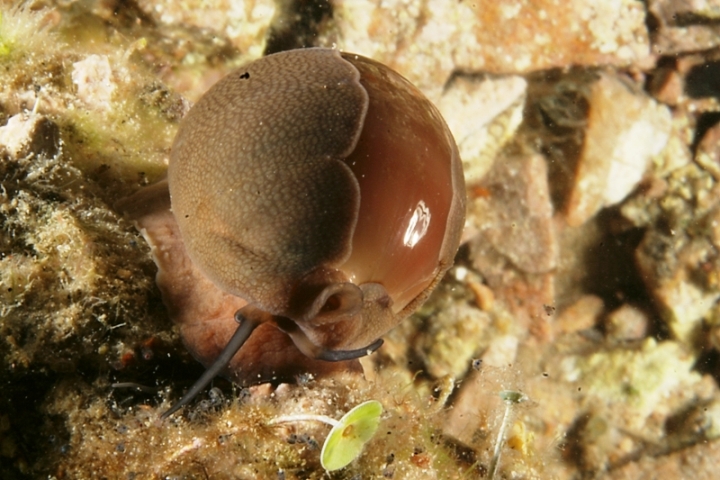Luria lurida (Linnaeus, 1758) , Natura Mediterraneo | Forum Naturalistico