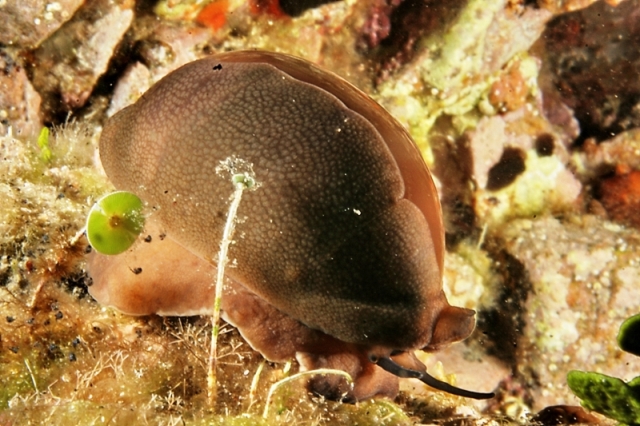 Luria lurida (Linnaeus, 1758) , Natura Mediterraneo | Forum Naturalistico