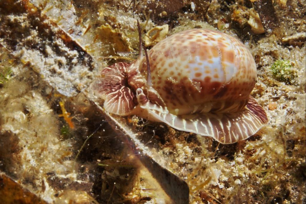 Natica hebraea (Martyn, 1784) , Natura Mediterraneo | Forum Naturalistico