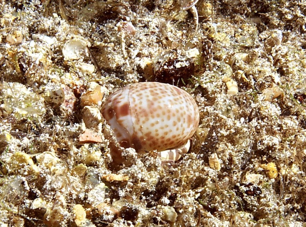 Natica hebraea (Martyn, 1784) , Natura Mediterraneo | Forum Naturalistico