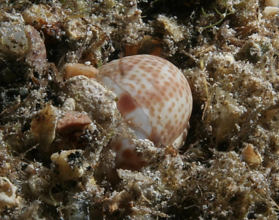 Natica hebraea (Martyn, 1784) , Natura Mediterraneo | Forum Naturalistico