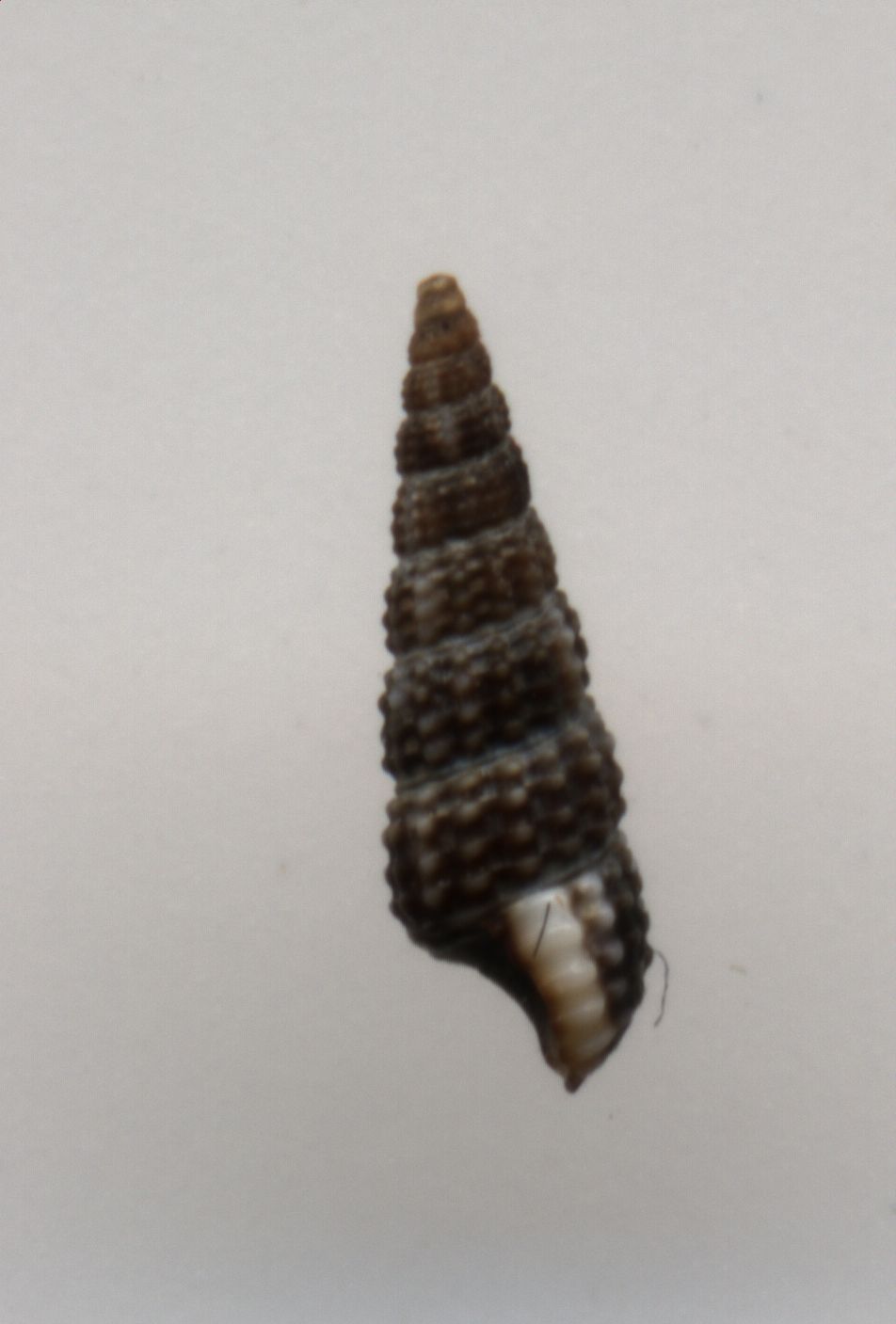 Bittium? , Natura Mediterraneo | Forum Naturalistico