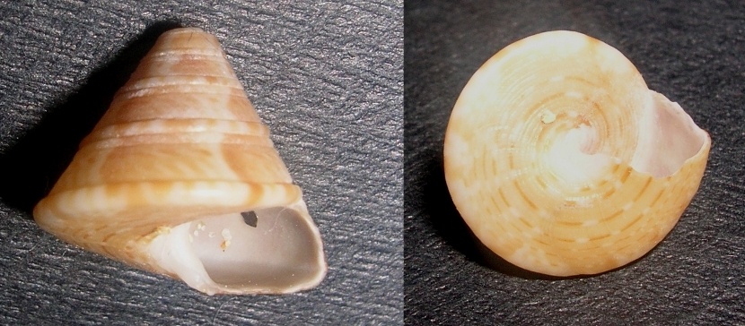 Calliostoma conulum? , Natura Mediterraneo | Forum Naturalistico