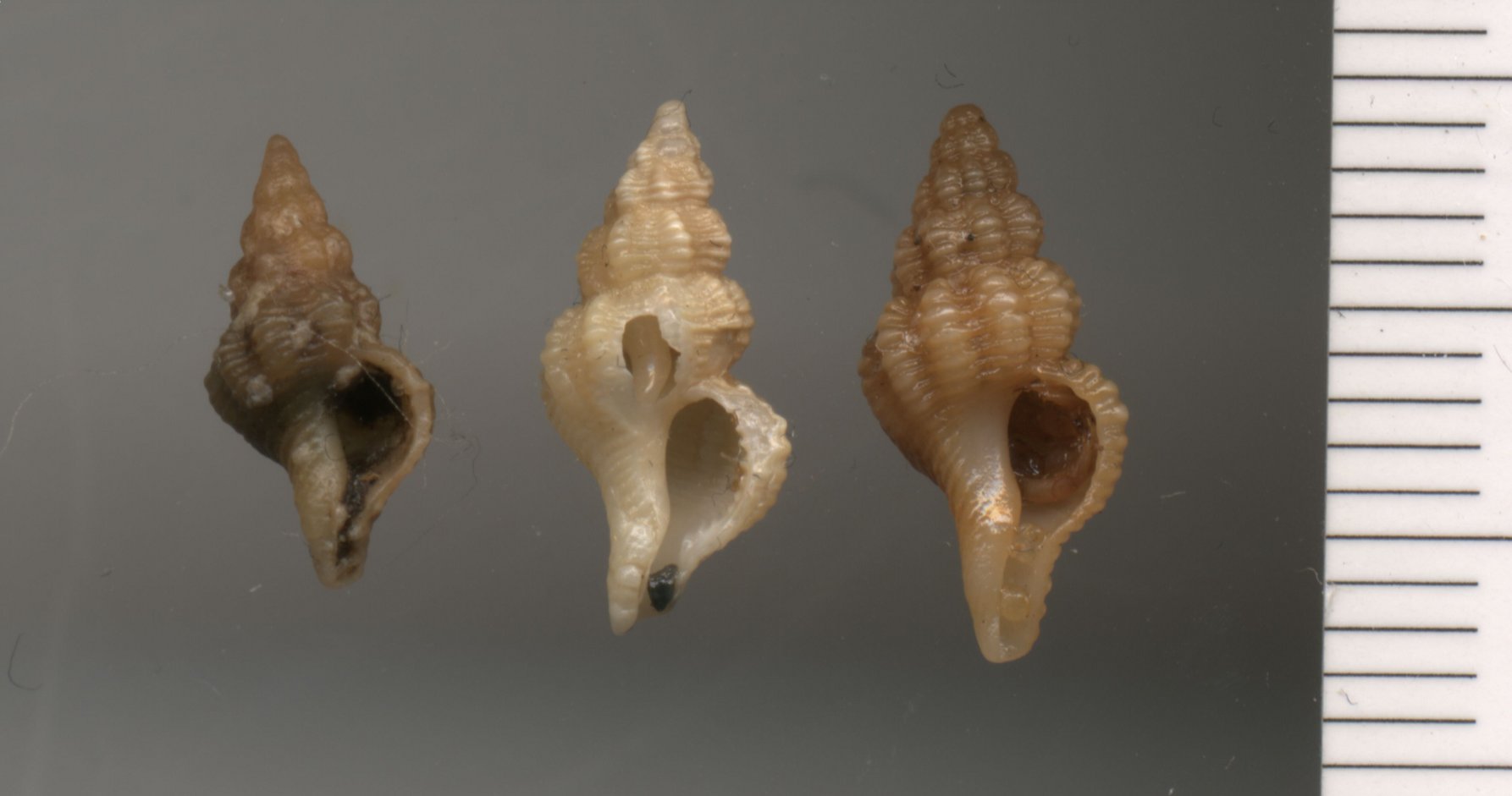 Fusinus 2? , Natura Mediterraneo | Forum Naturalistico