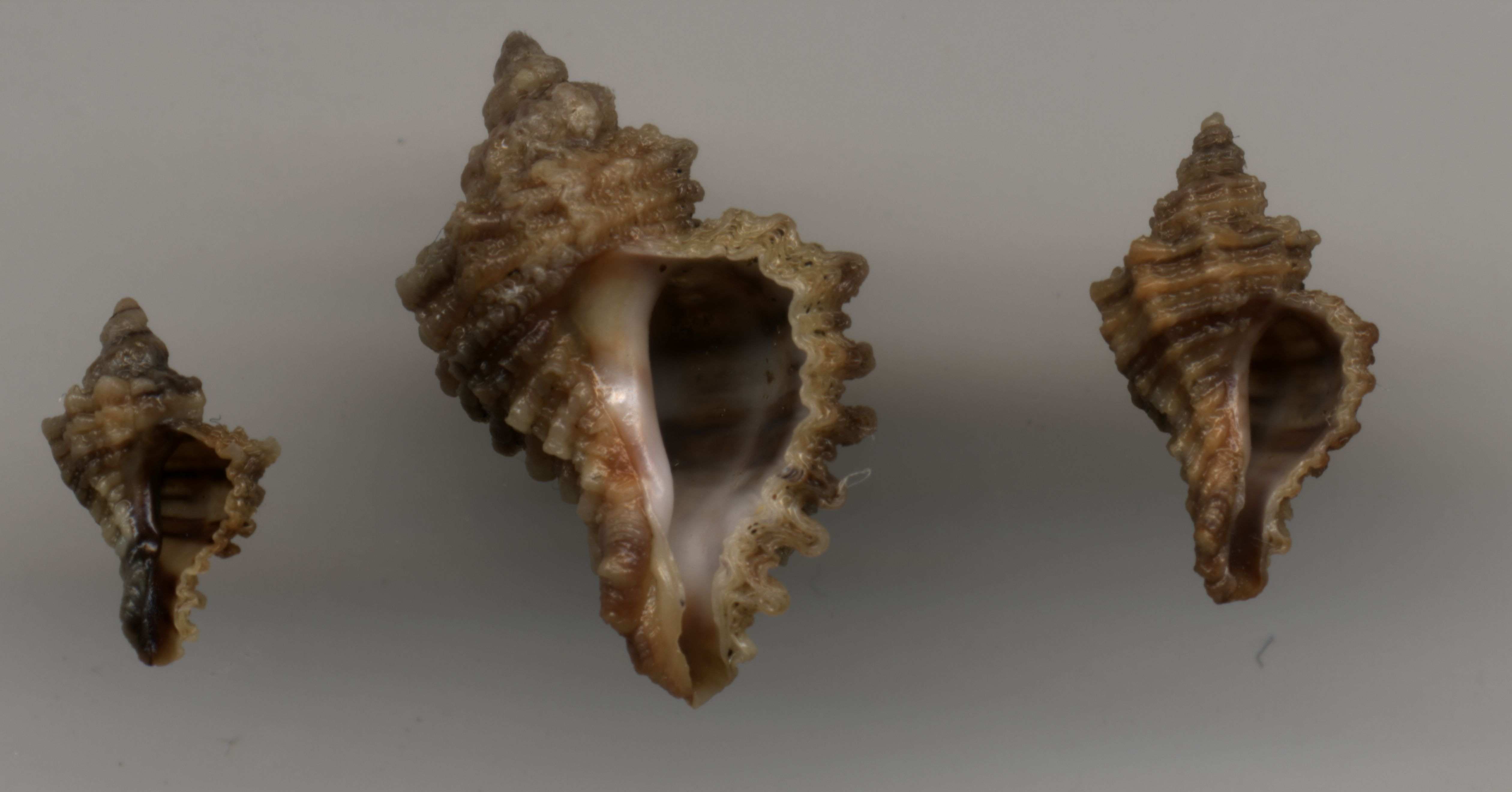 Ocenebra erinaceus giovanili??? , Natura Mediterraneo | Forum Naturalistico